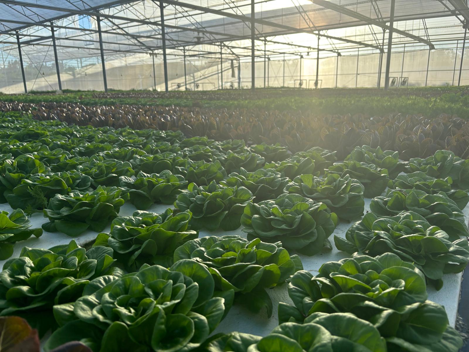 Bluefields Farms - Fresh Aquaponic & Hydroponic Produce in The Bahamas