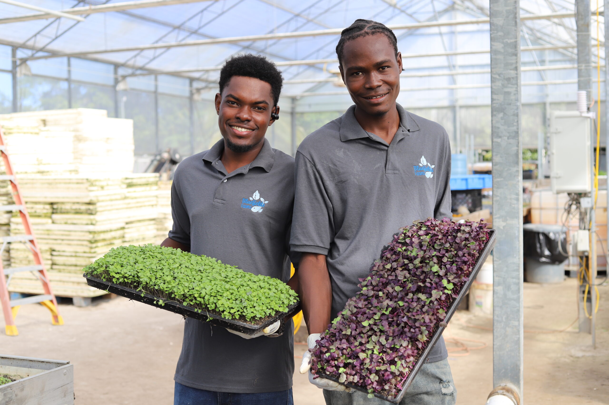 About Bluefields Farms - Sustainable Aquaponic & Hydroponic Farming