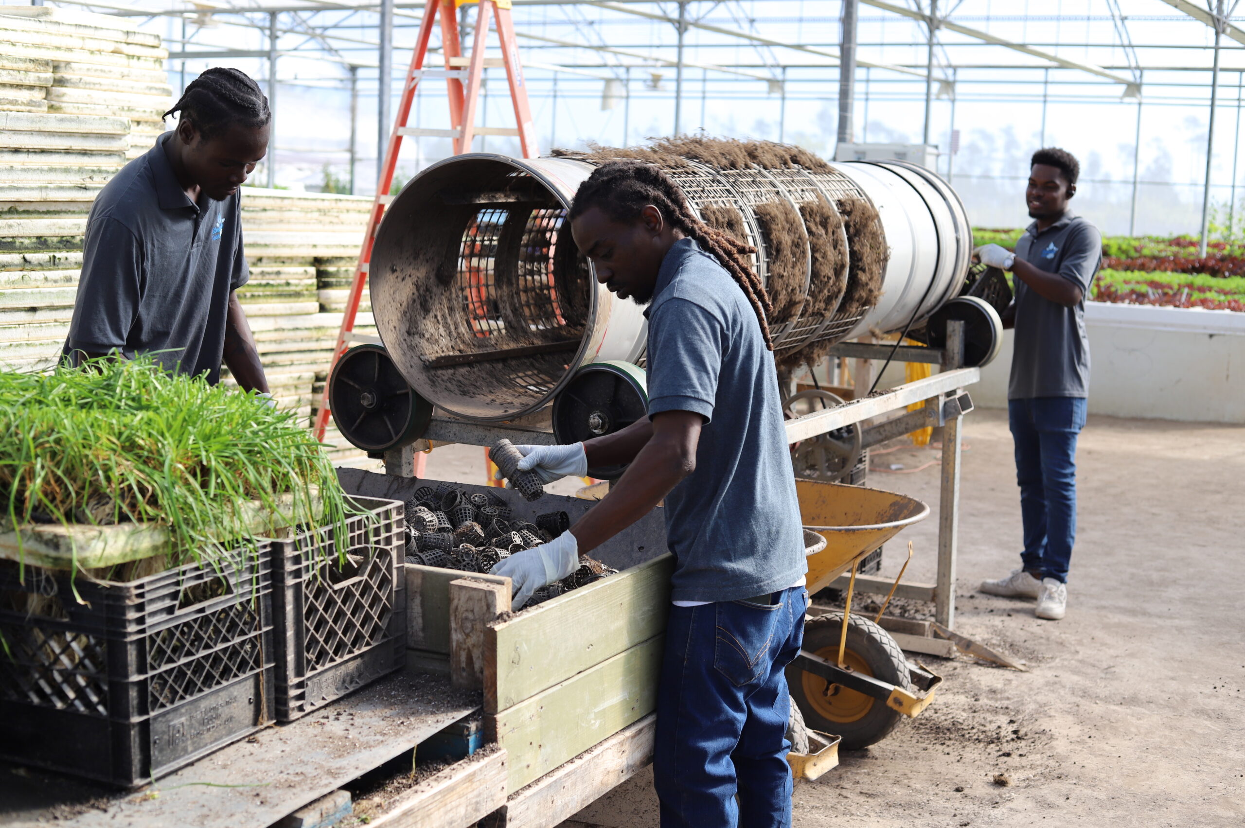 Bluefields Farms - Fresh Aquaponic & Hydroponic Produce in The Bahamas