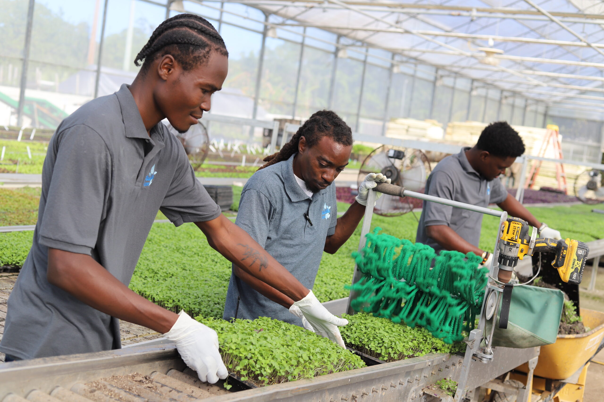Bluefields Farms - Fresh Aquaponic & Hydroponic Produce in The Bahamas