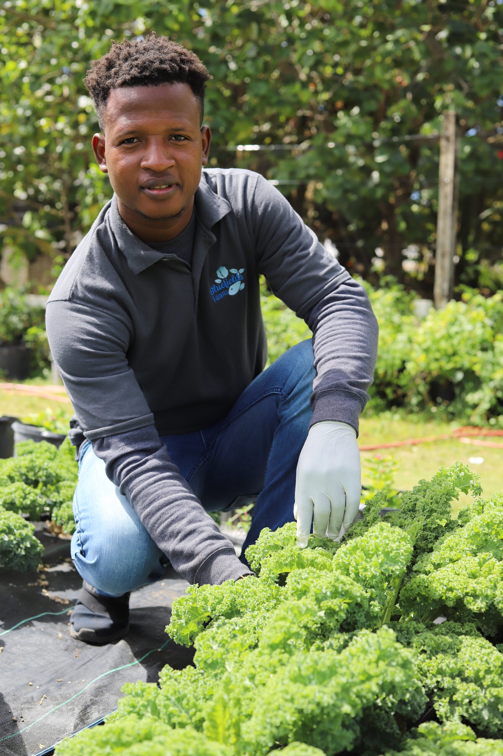Bluefields Farms - Fresh Aquaponic & Hydroponic Produce in The Bahamas