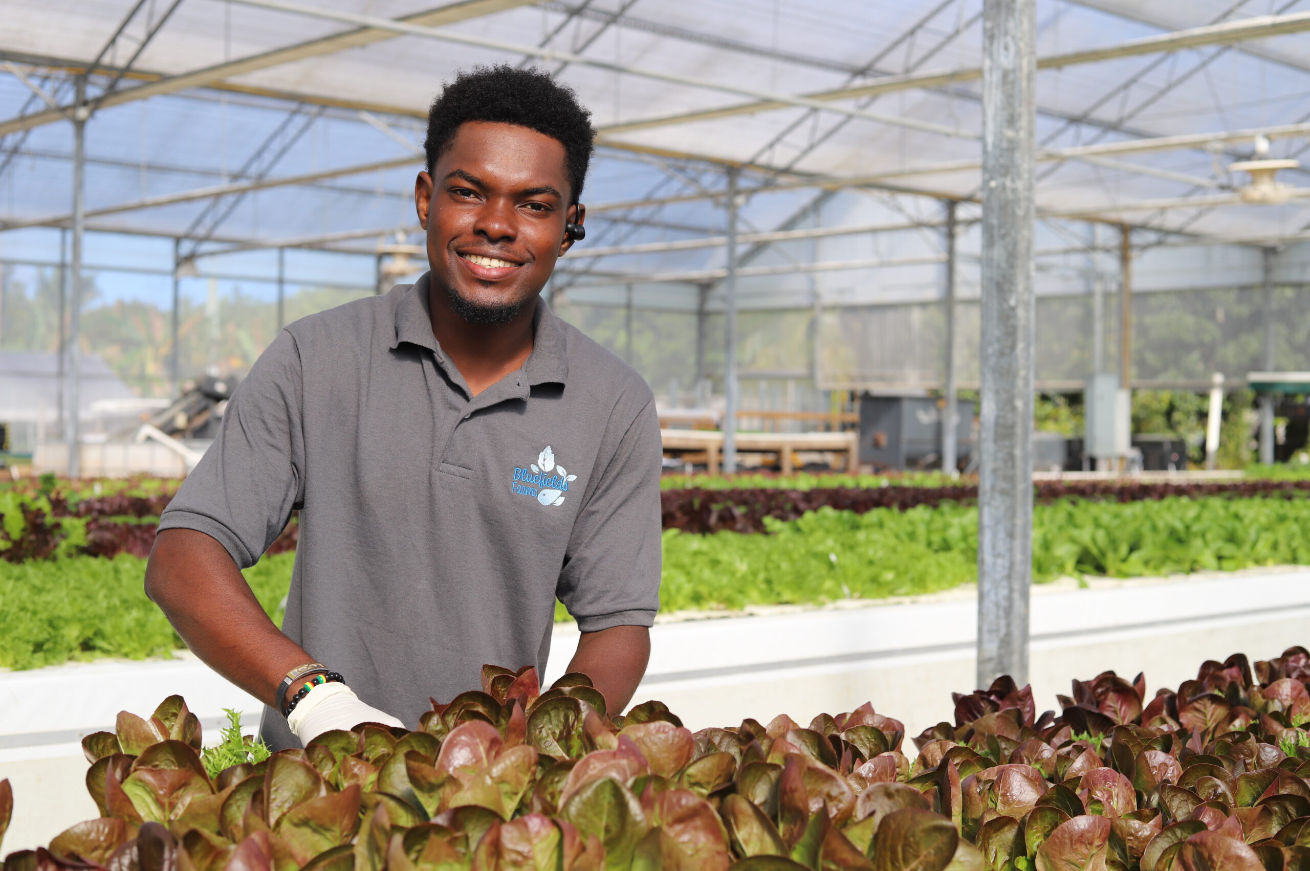 Bluefields Farms - Fresh Aquaponic & Hydroponic Produce in The Bahamas